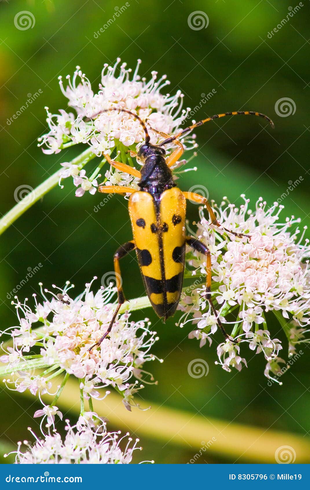 De Kever van de wesp stock foto. Image of wesp, insect - 8305796