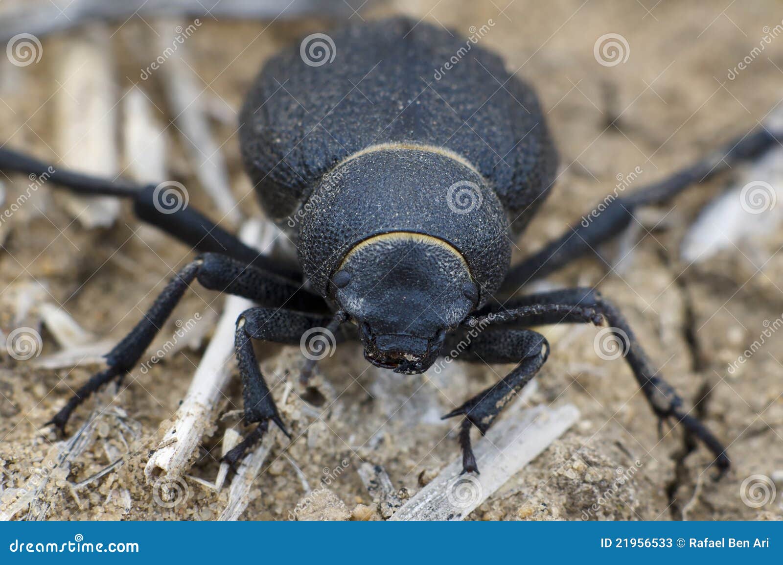 De Kever Van De Woestijn Van Namib Stock Afbeelding - Image of imago ...