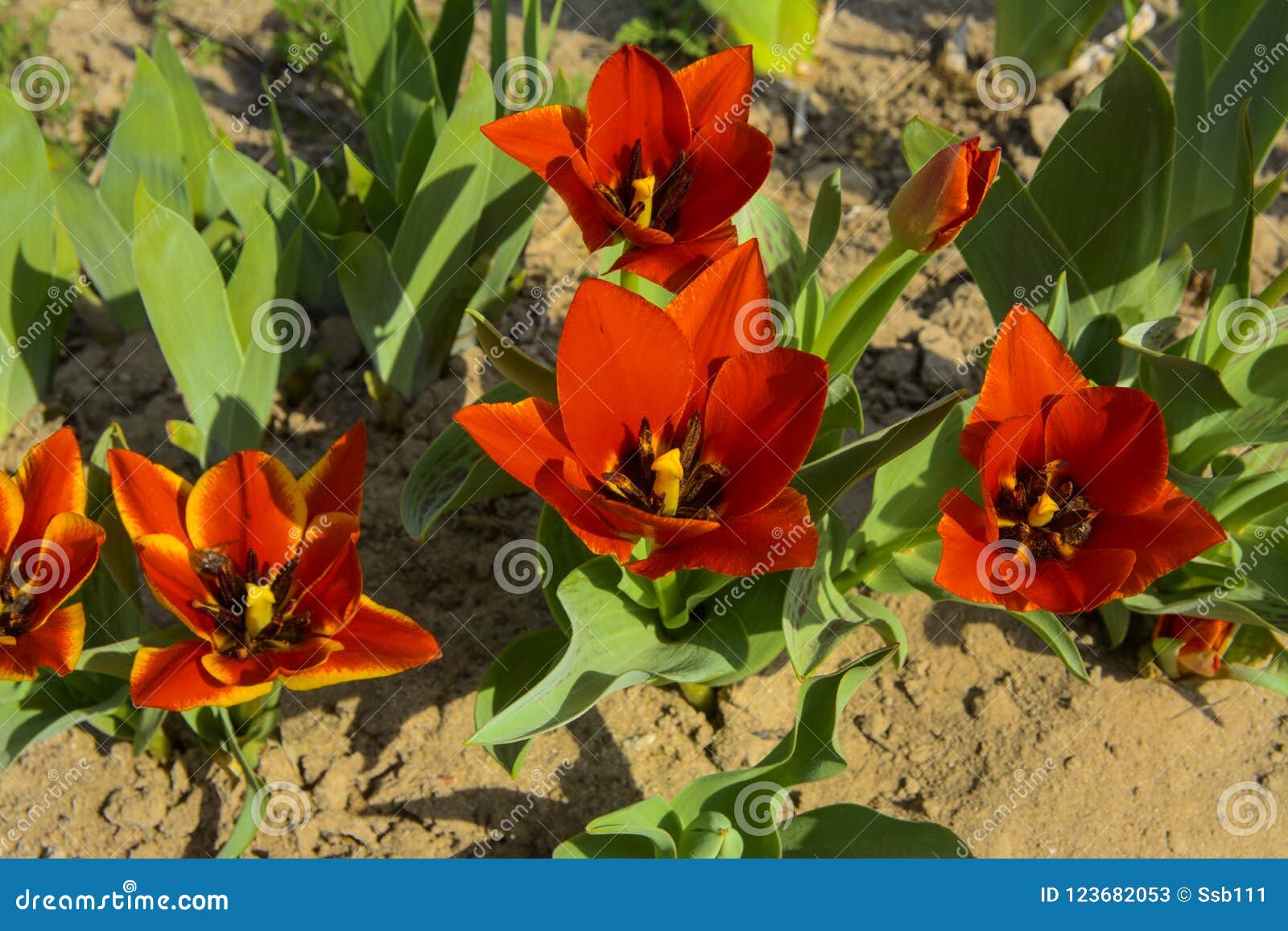 De Kever Van De Herten is Ruwharig Eet Het Midden Van De Bloem Stock ...