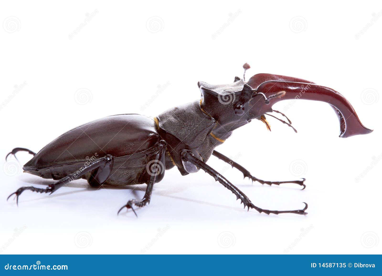De Kever van het mannetje stock afbeelding. Image of mannetje - 14587135