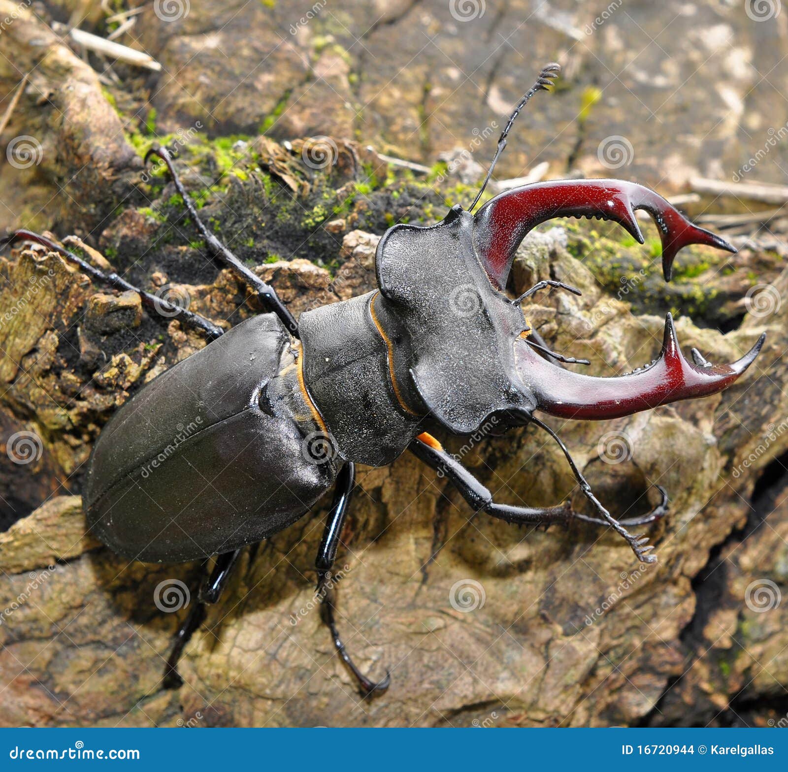 De kever van het mannetje stock foto. Image of strijd - 16720944