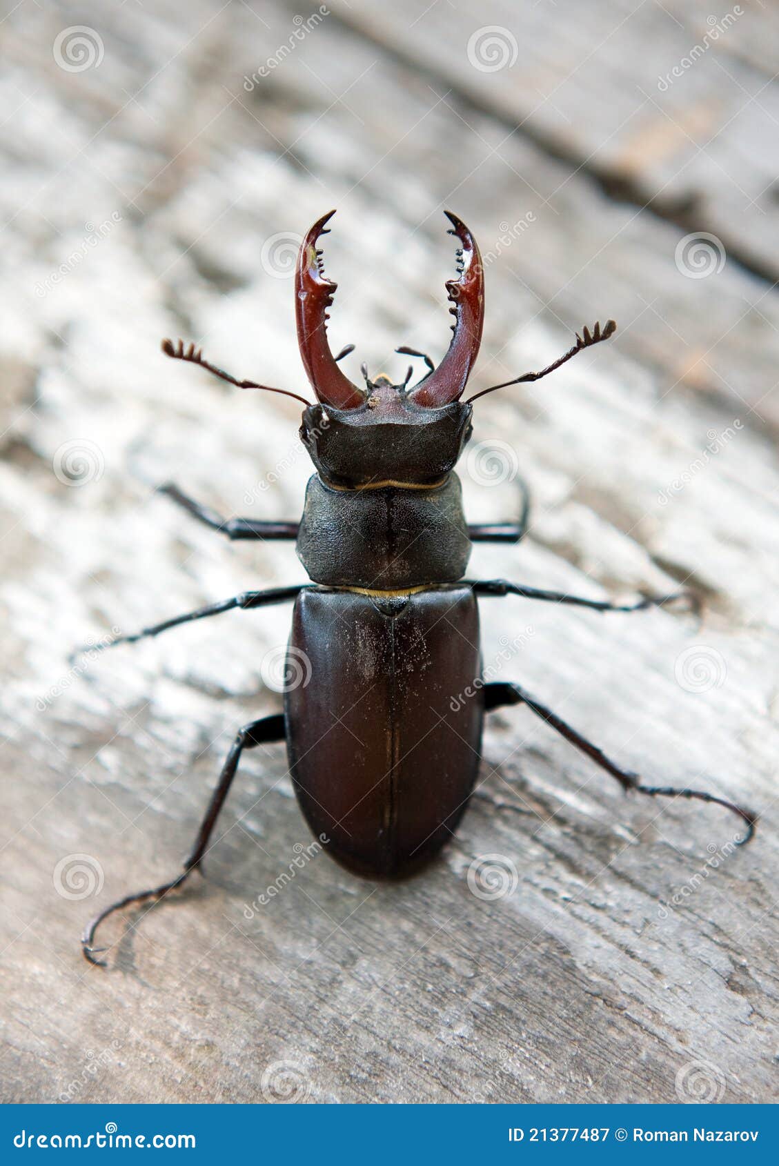 De kever van het mannetje stock afbeelding. Image of hoorn - 21377487