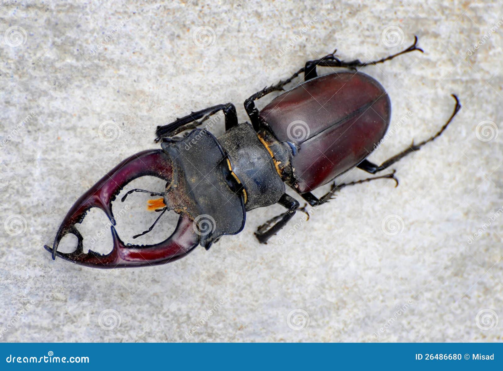 De Kever van het mannetje stock foto. Image of pantser - 26486680