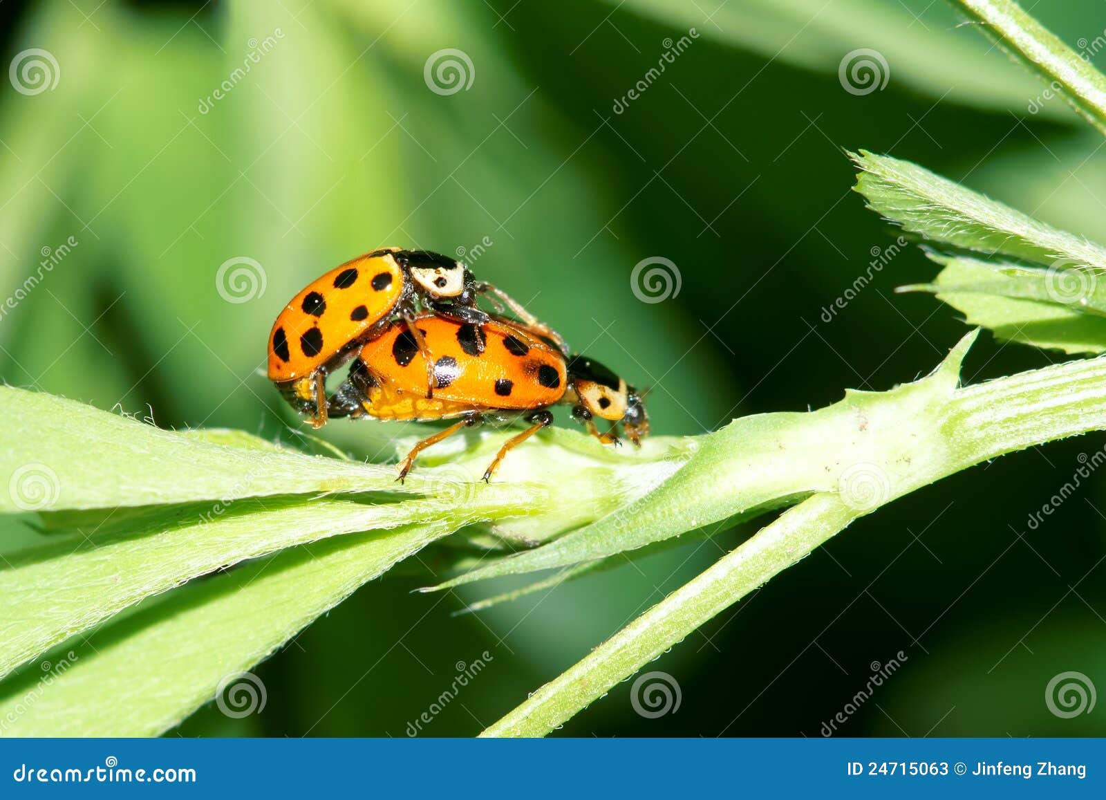 De Kever Van Het Onzelieveheersbeestje Stock Afbeelding - Image of wild ...