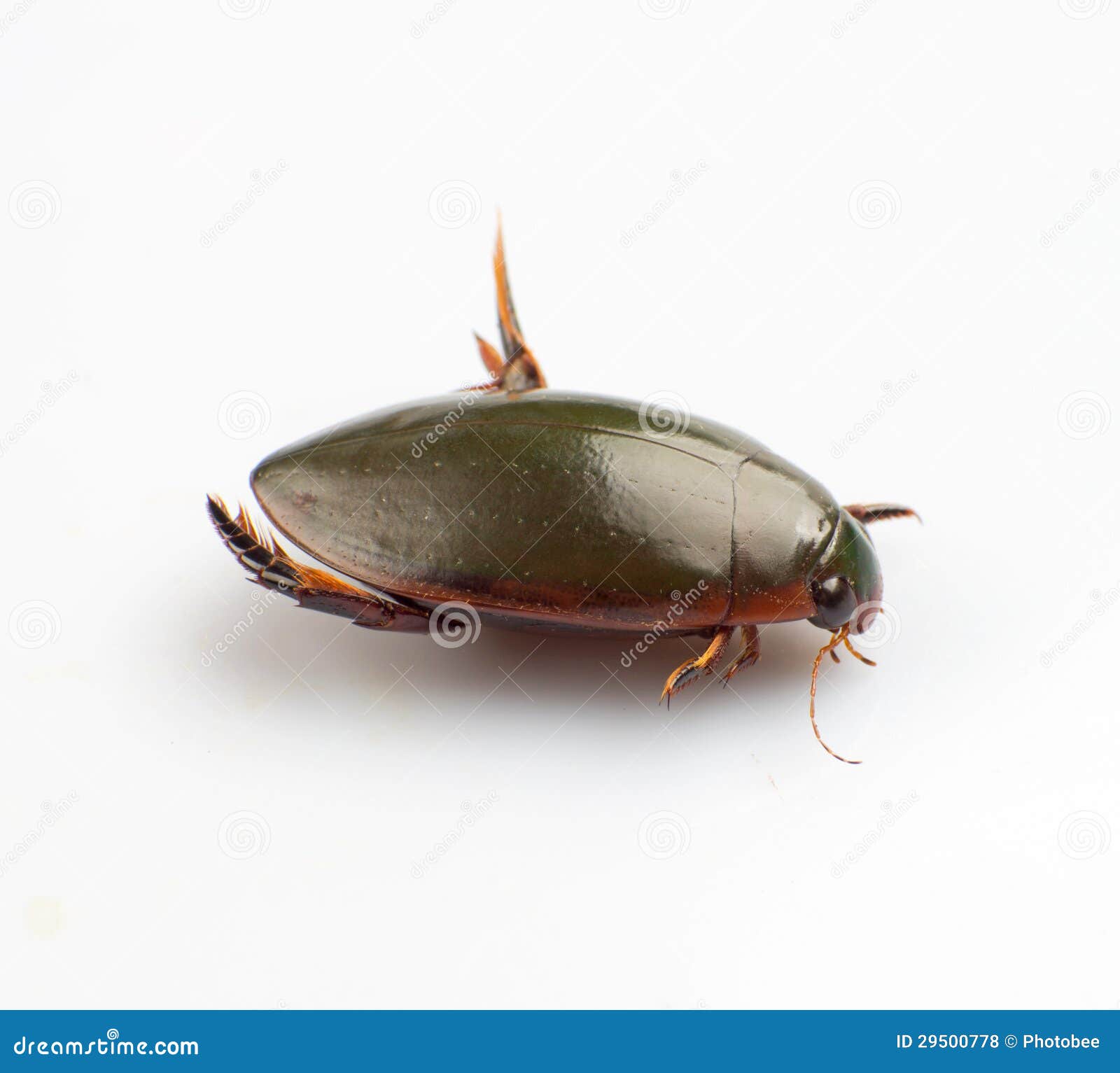 De kever van het water stock foto. Image of insecten - 29500778