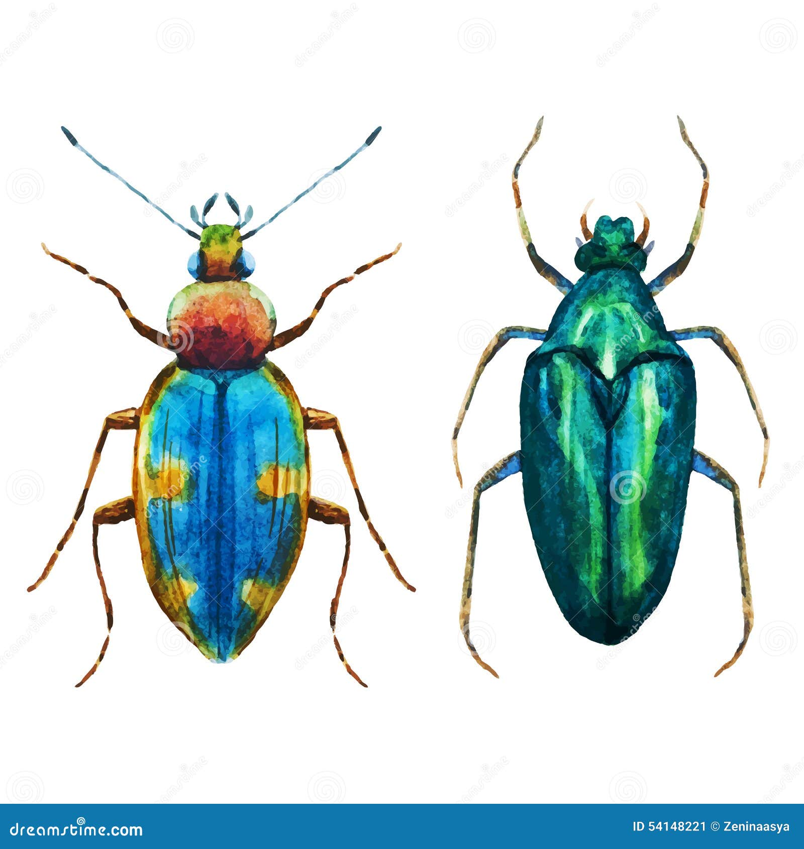 De Kever Van Het Waterverfinsect Vector Illustratie - Illustration of ...