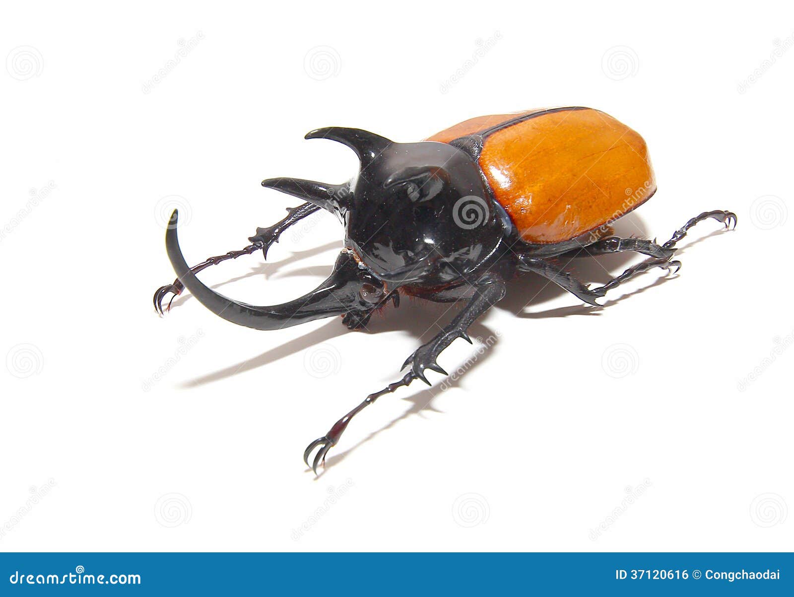 De Kever Van Nice Op Witte Achtergrond Stock Foto - Image of griezelig ...