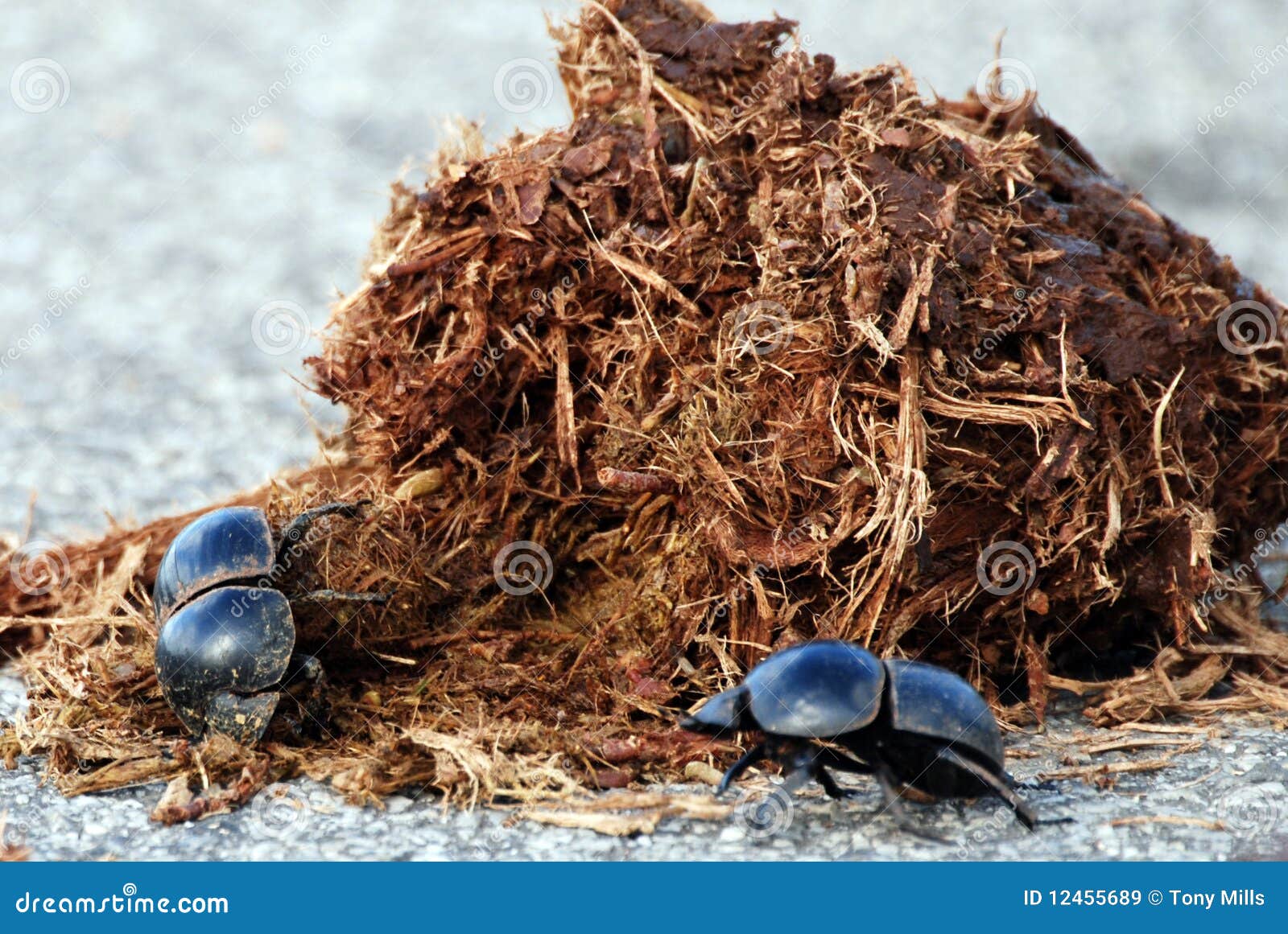 De Kevers Van De Mest Op Het Werk Stock Afbeelding - Image of olifanten ...