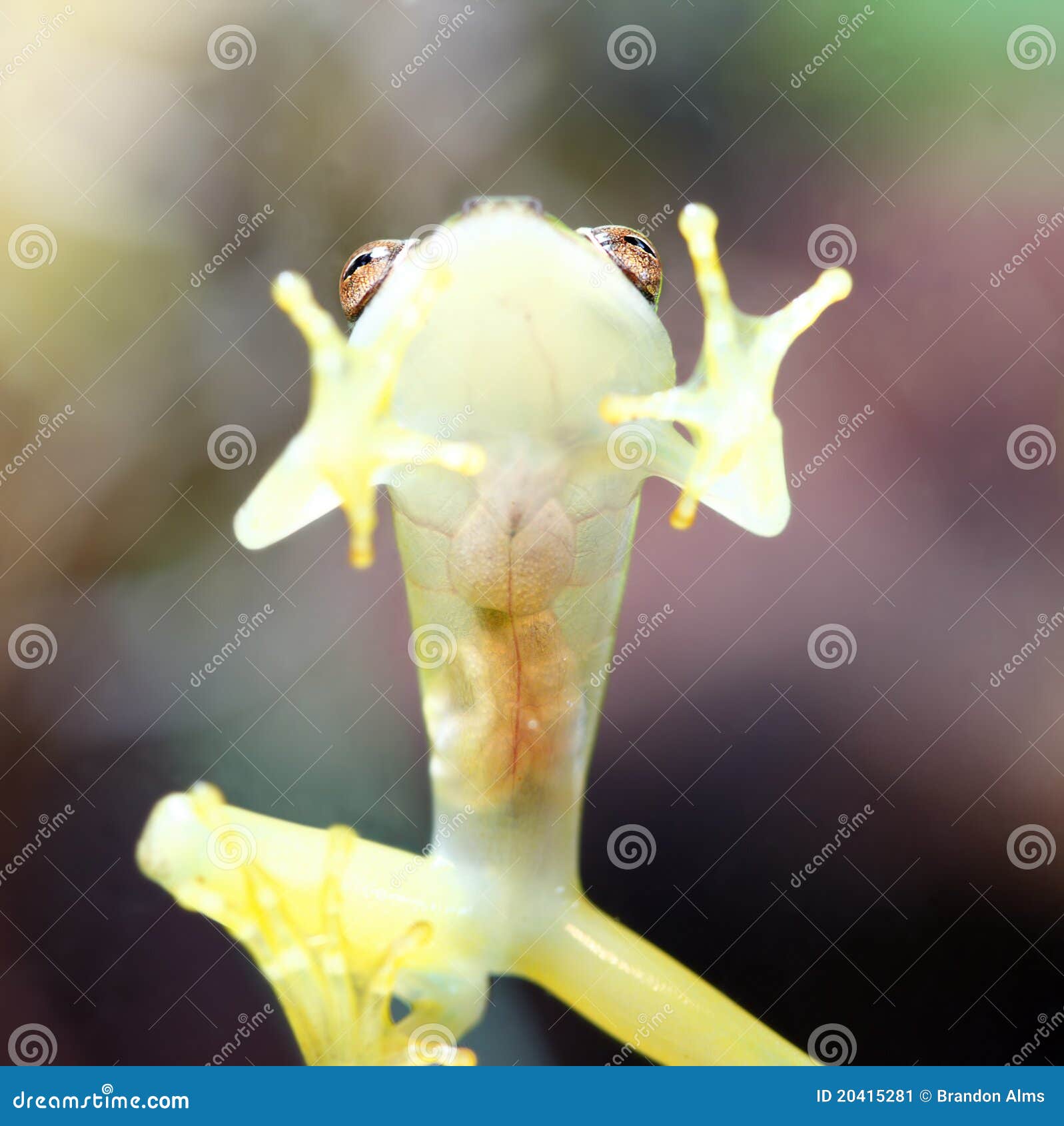 De Kikker van het glas stock afbeelding. Image of blad - 20415281