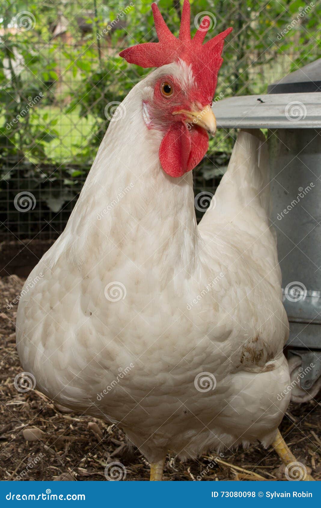 De Kip is Een Legkip Van Witte Kleur Stock Foto - Image of troep, sluit ...