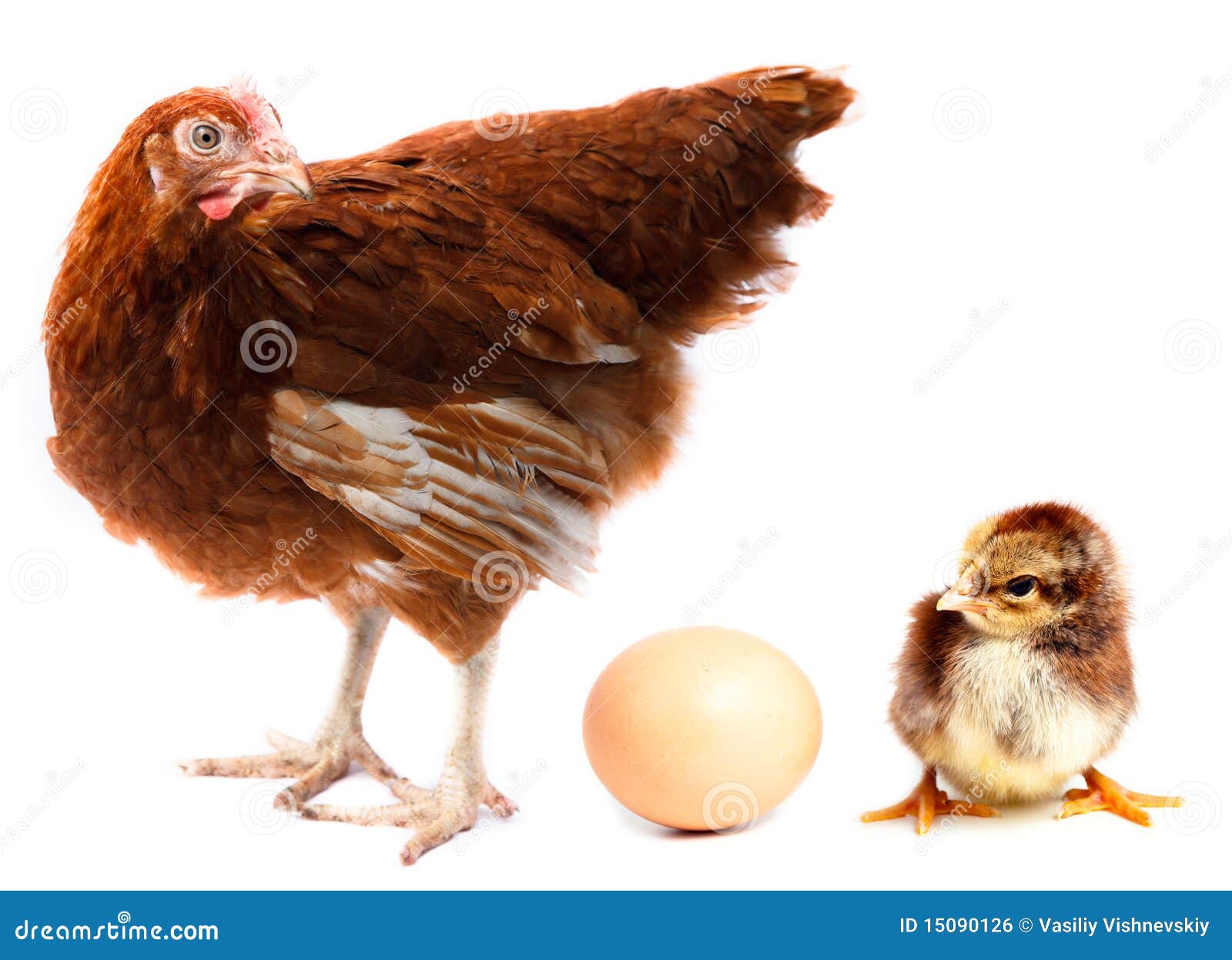 De Kip, Het Kuiken En Het Ei Van De Kip. Stock Foto - Image of ... De Kip, Het Kuiken En Het Ei Van De Kip. Stock Foto - Image of ...