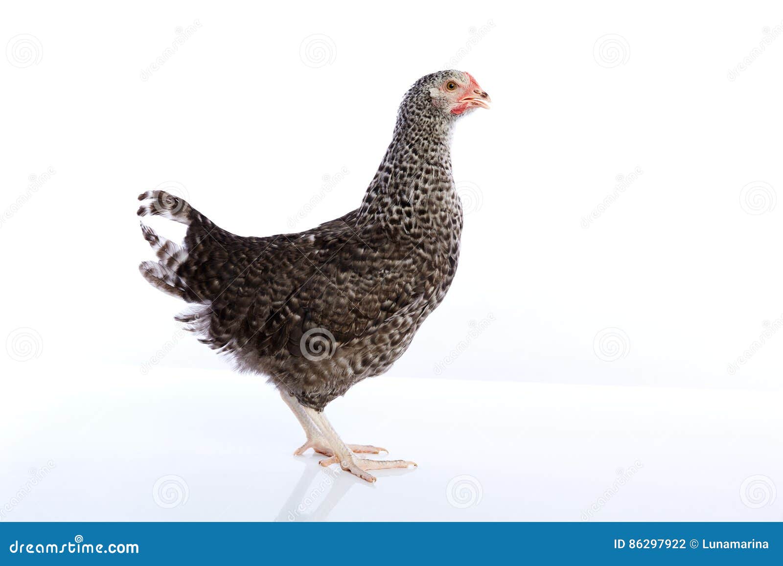 De Kip Van Coucoucou Marans Van Frankrijk Stock Foto - Image of tribune ...