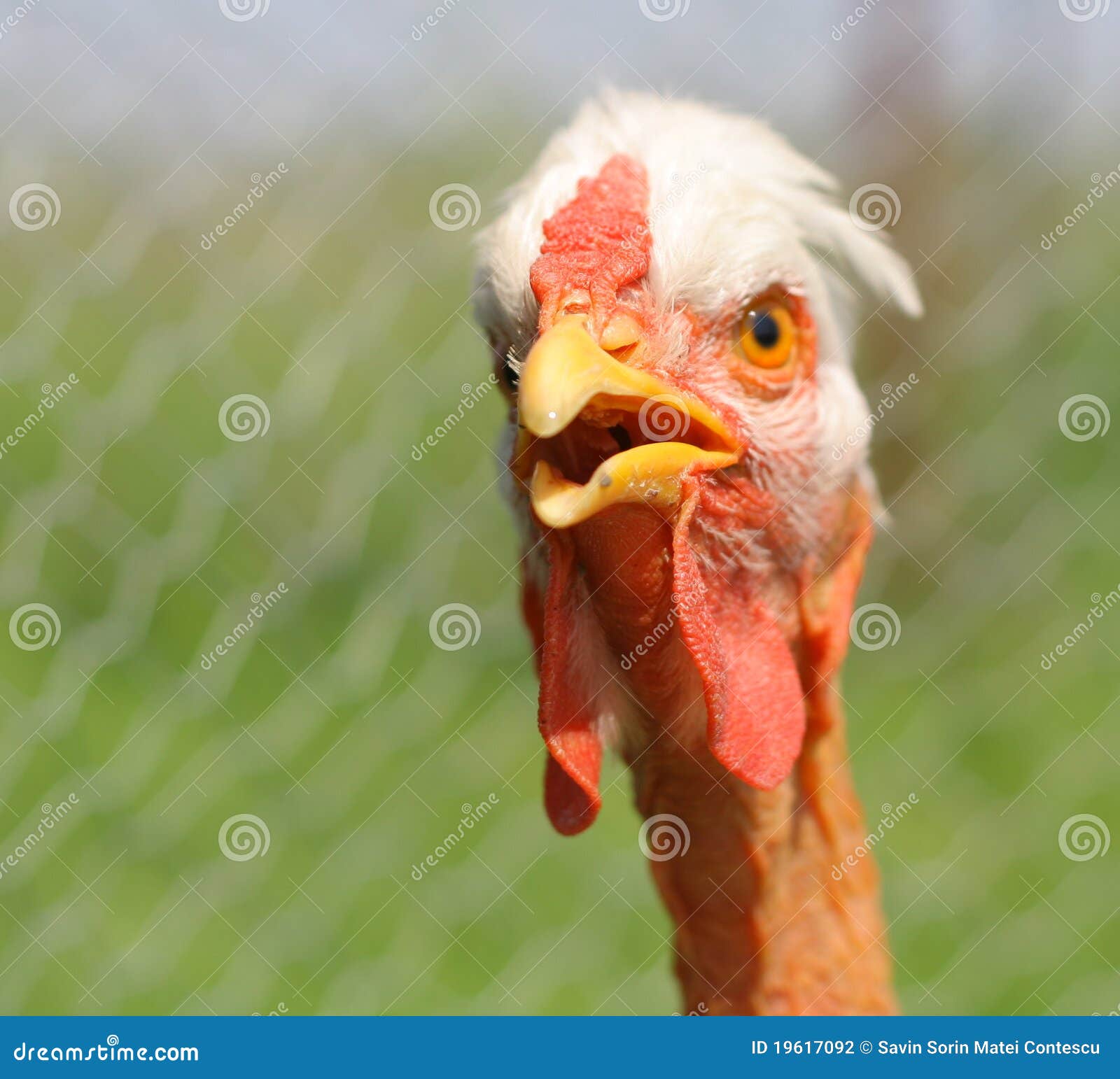 De kip van de bevelhebber stock foto. Image of grappig - 19617092