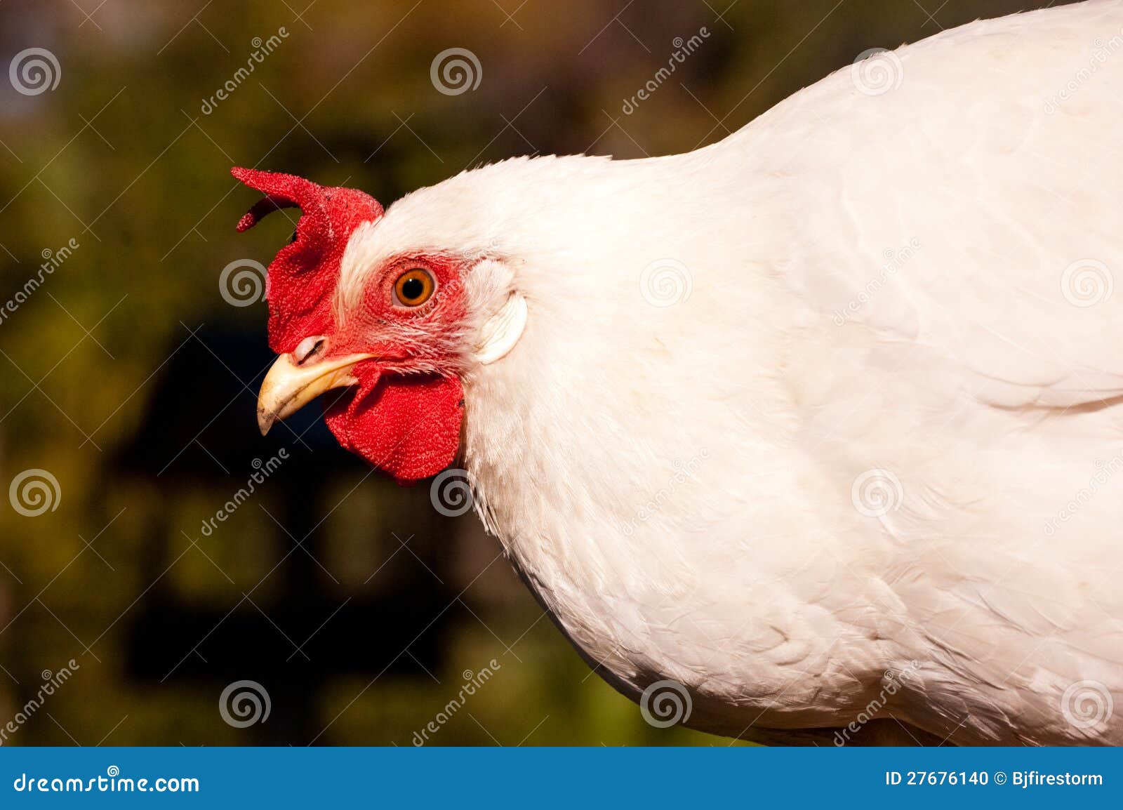 De Kip Van De Witte Leghorn Stock Foto - Image of dier, kippen: 27676140
