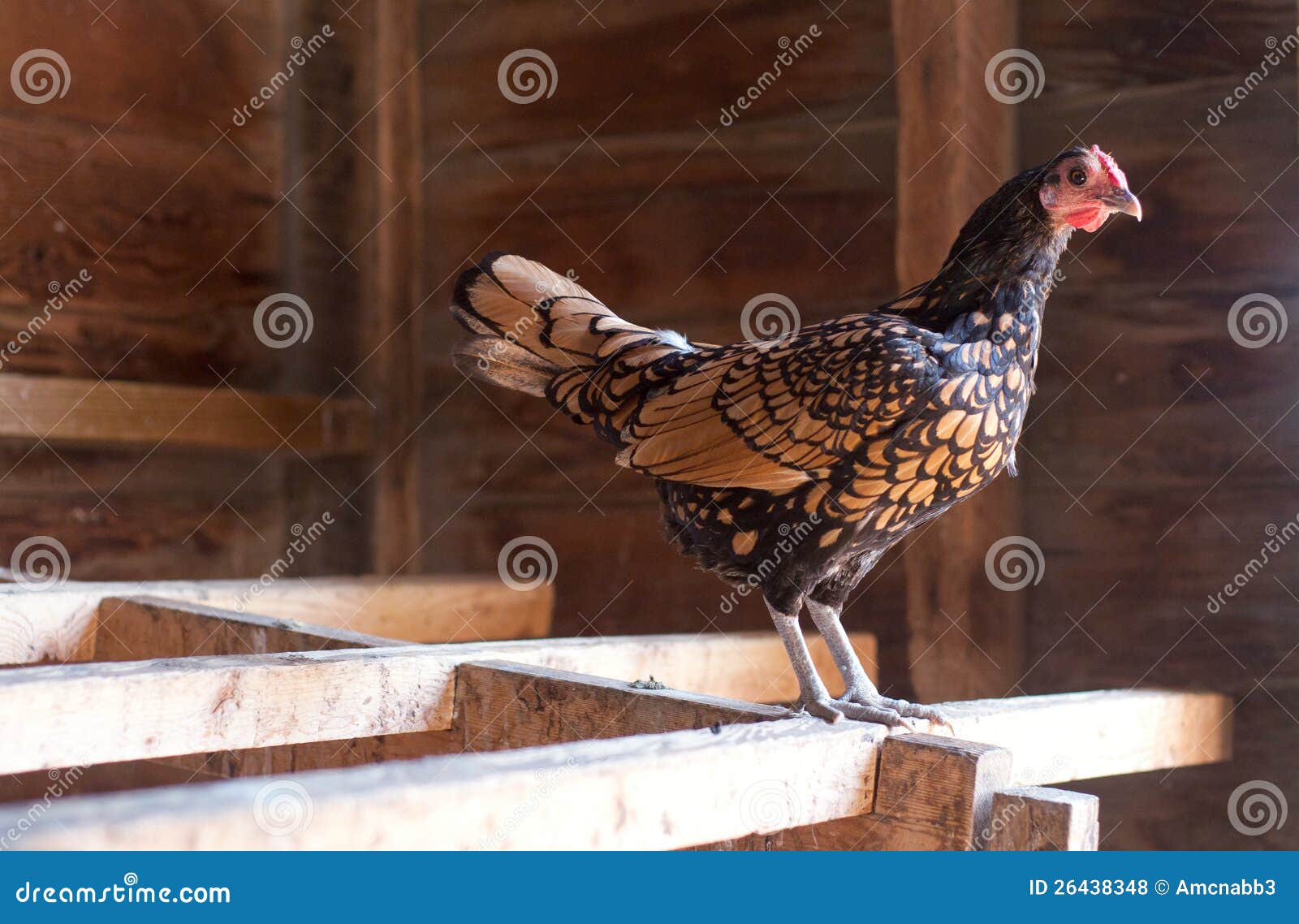 De Kip van Sebright stock foto. Image of kraai, zitstok - 26438348