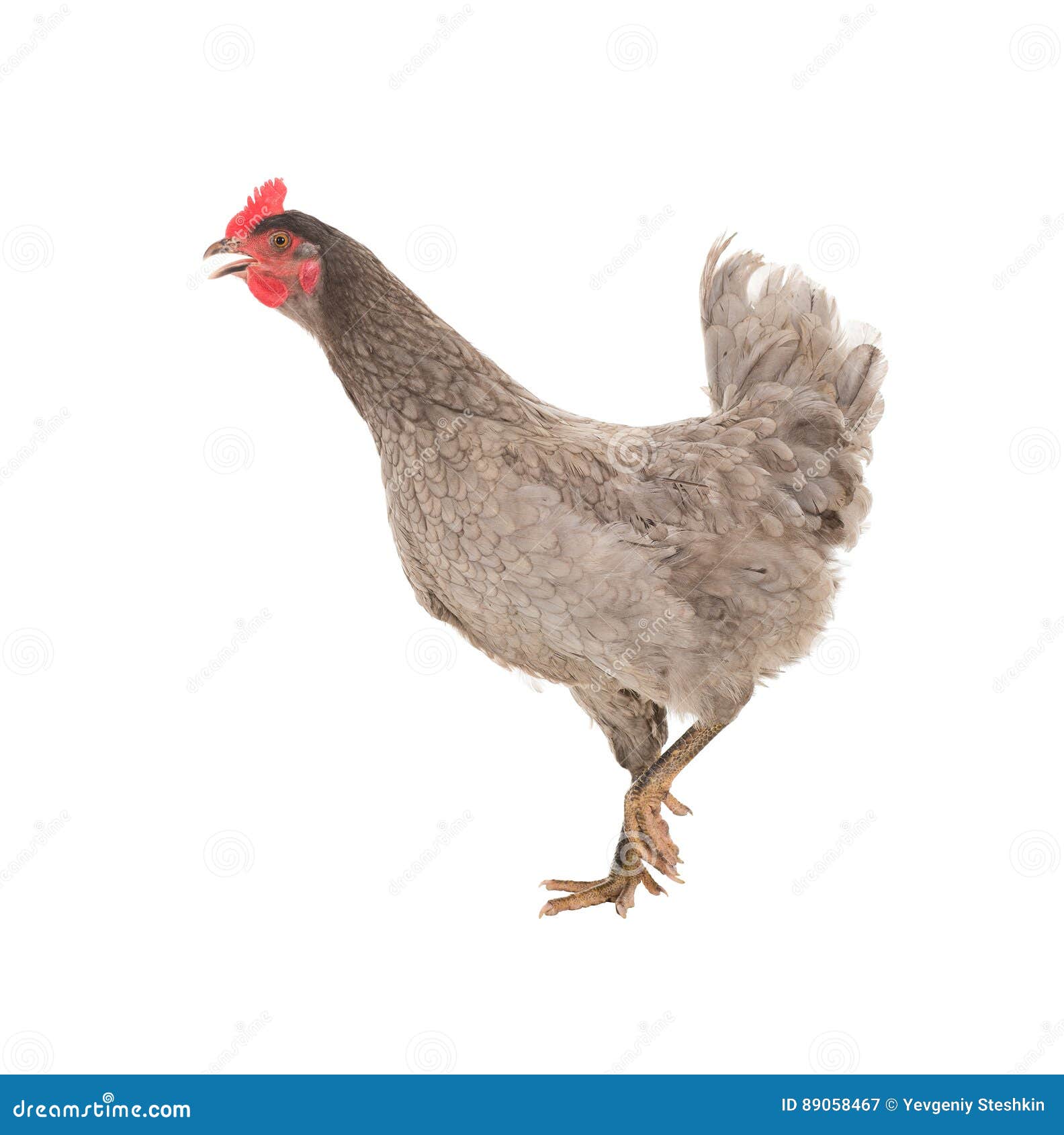 De Kippen Legkip in Bevallig Stelt Geïsoleerde Stock Afbeelding - Image ...