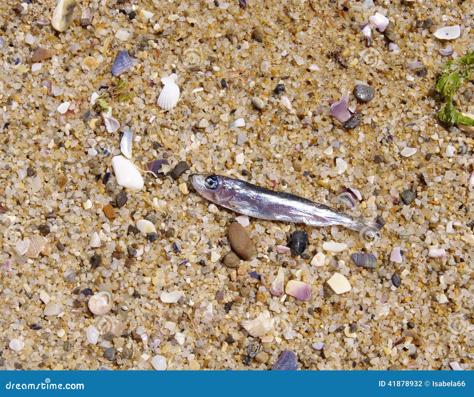 De Kleine Dode Vis Ligt Op Het Zandstrand Stock Foto - Image of ...