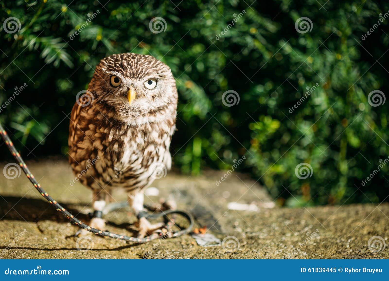 De kleine uil Wilde vogel stock afbeelding. Image of jager - 61839445