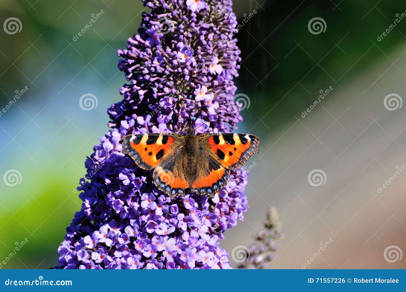 De Kleine Vlinder Van De Schildpad Stock Foto - Image of lichaam ...