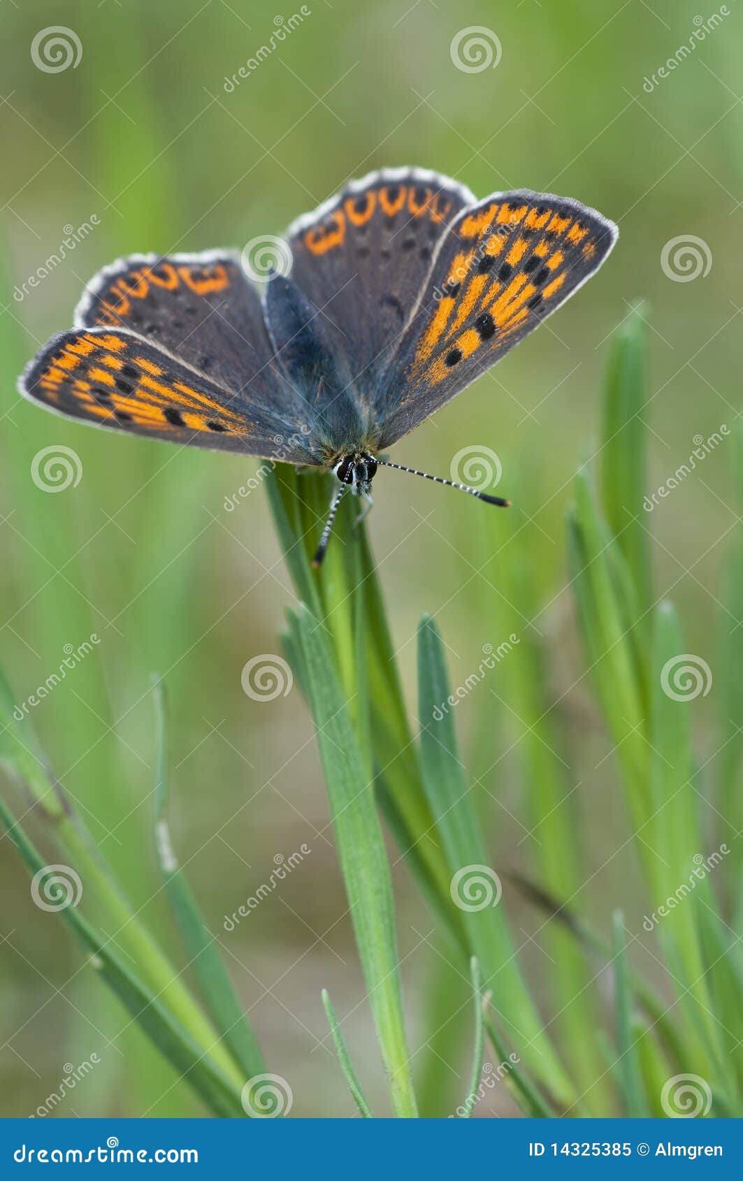 De Kleine Vlinder Van Het Koper Stock Afbeelding - Image of dier ...