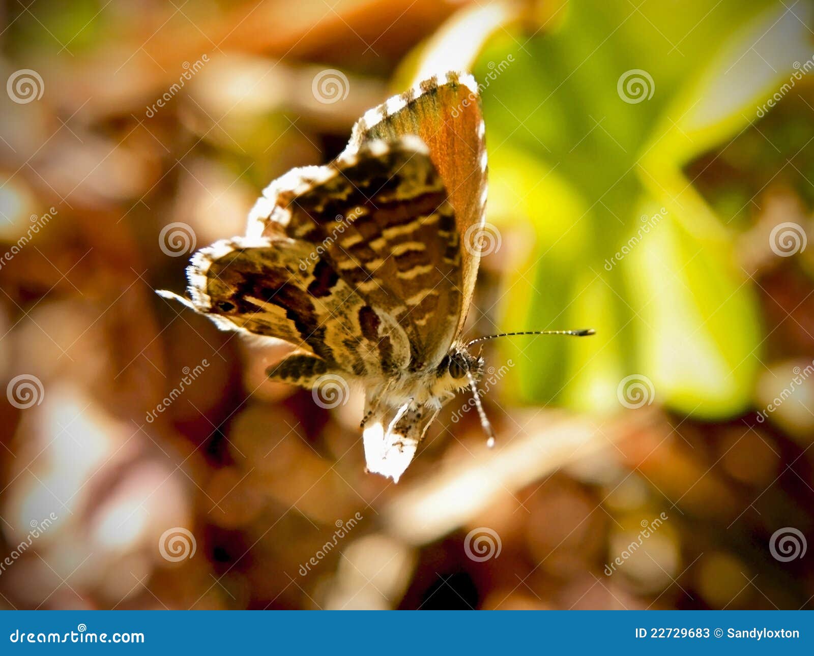De Kleine Vlinder Van Het Koper Stock Afbeelding - Image of groen ...