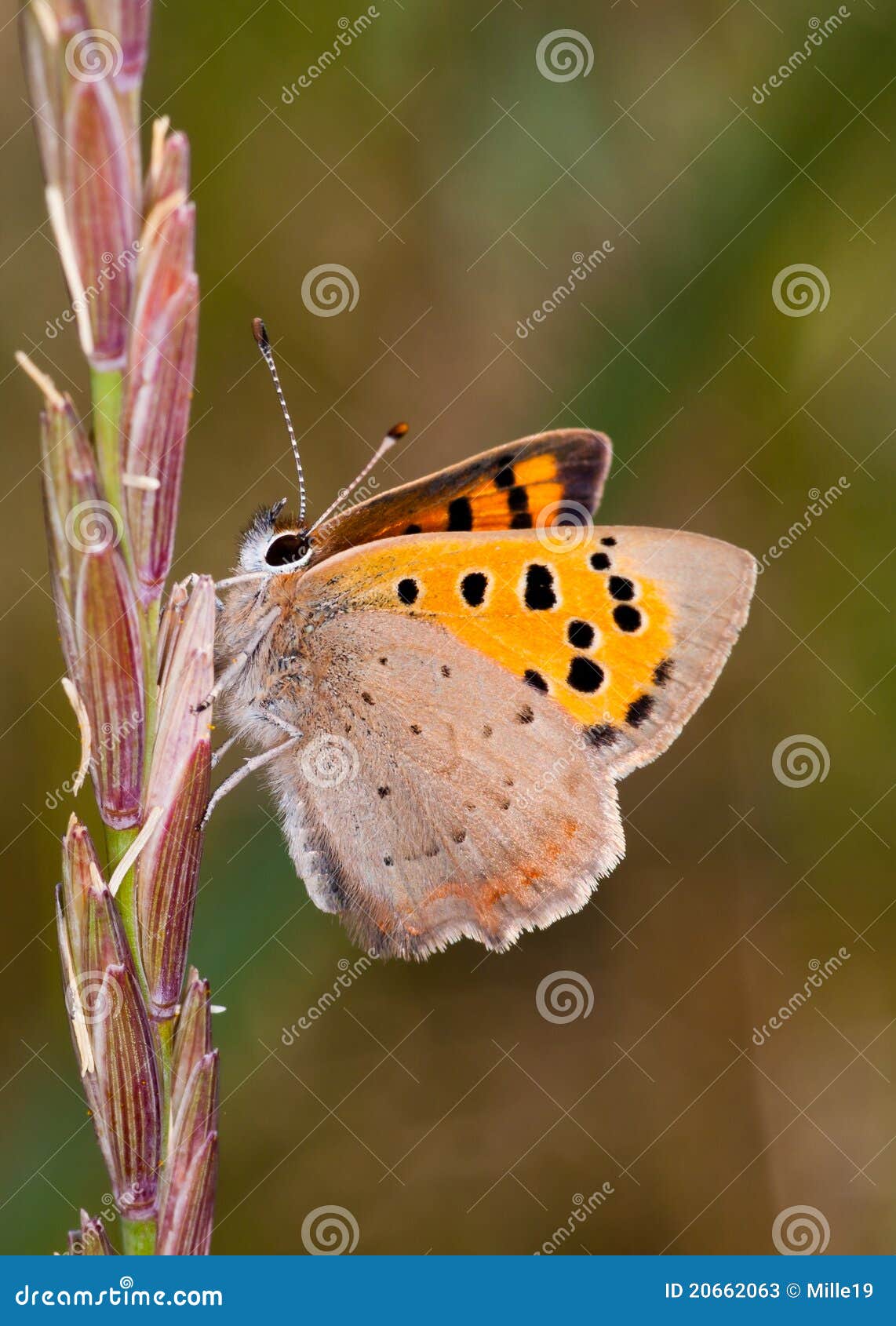 De Kleine Vlinder Van Het Koper (phlaeas Lycaena) Stock Afbeelding ...