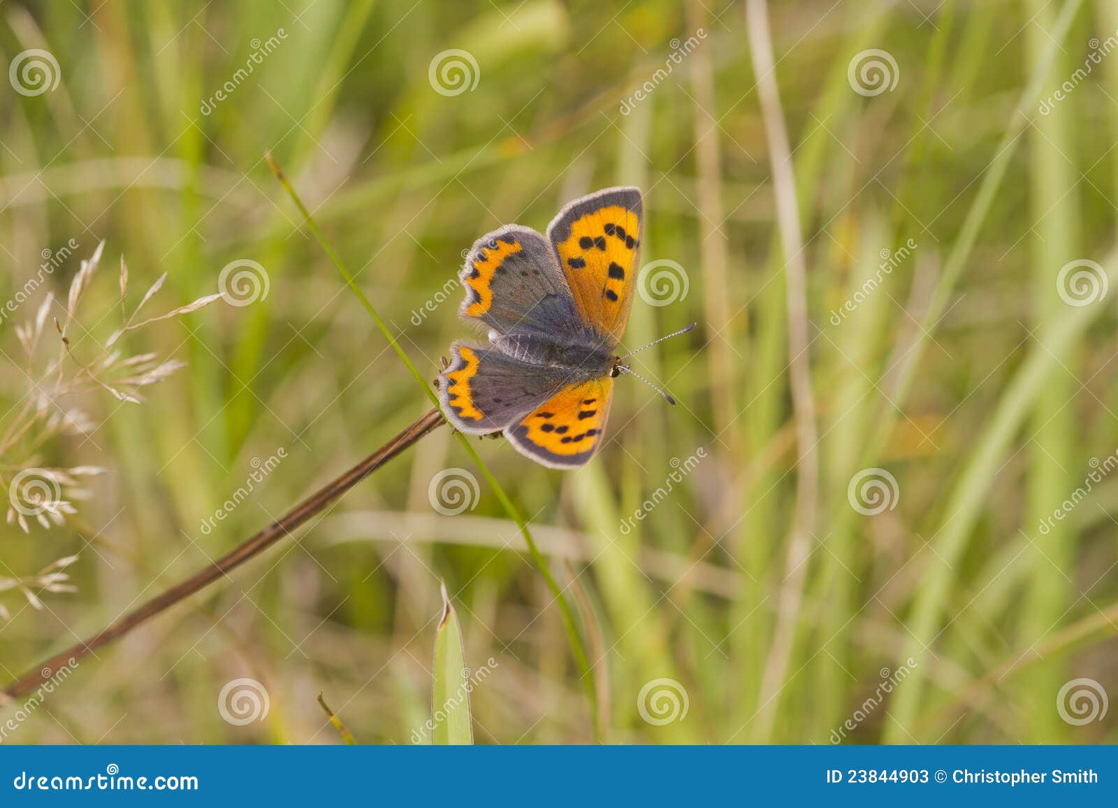 De Kleine Vlinder Van Het Koper (phlaeas Lycaena) Stock Afbeelding ...