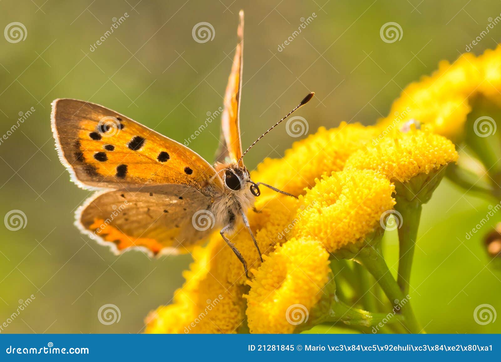 De Kleine Vlinder Van Lycaena Phlaeas Van Het Koper Stock Afbeelding ...