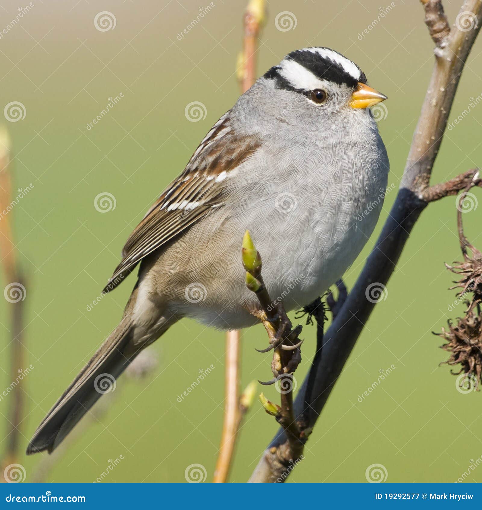 De Kleine Vogel van de mus stock afbeelding. Image of migrerend - 19292577