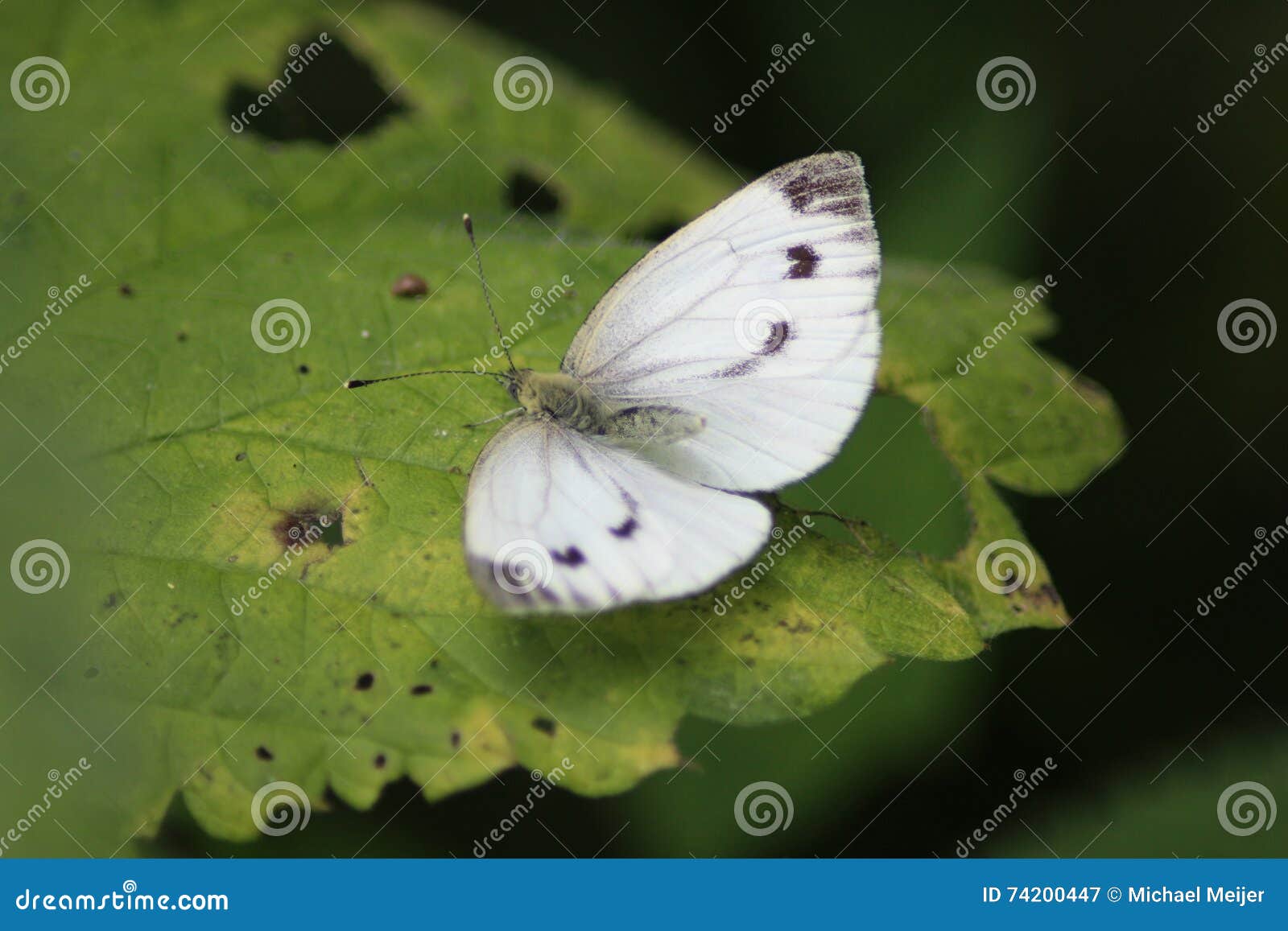 De Kleine Witte Vlinder (Pieris-rapae) Stock Afbeelding - Image of ...