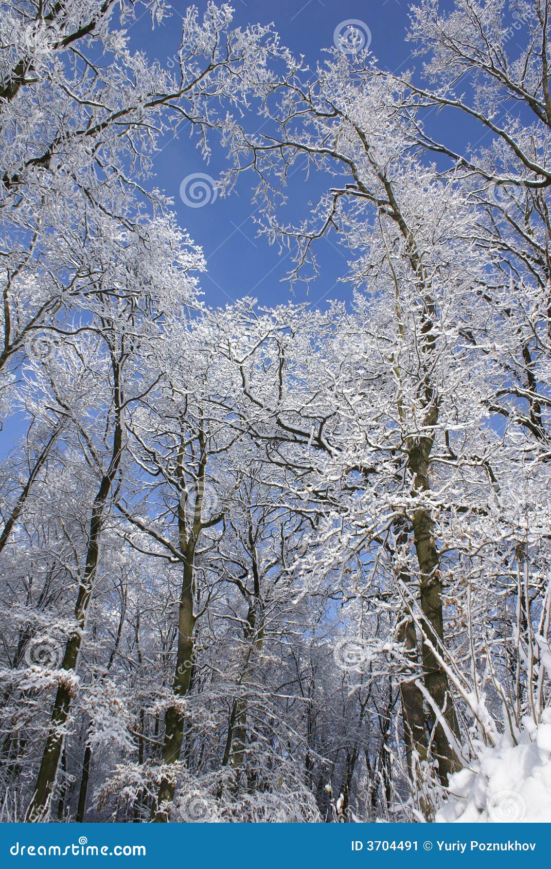 De Kleren Van De Winter Van Bomen Stock Afbeelding - Image of milieu ...