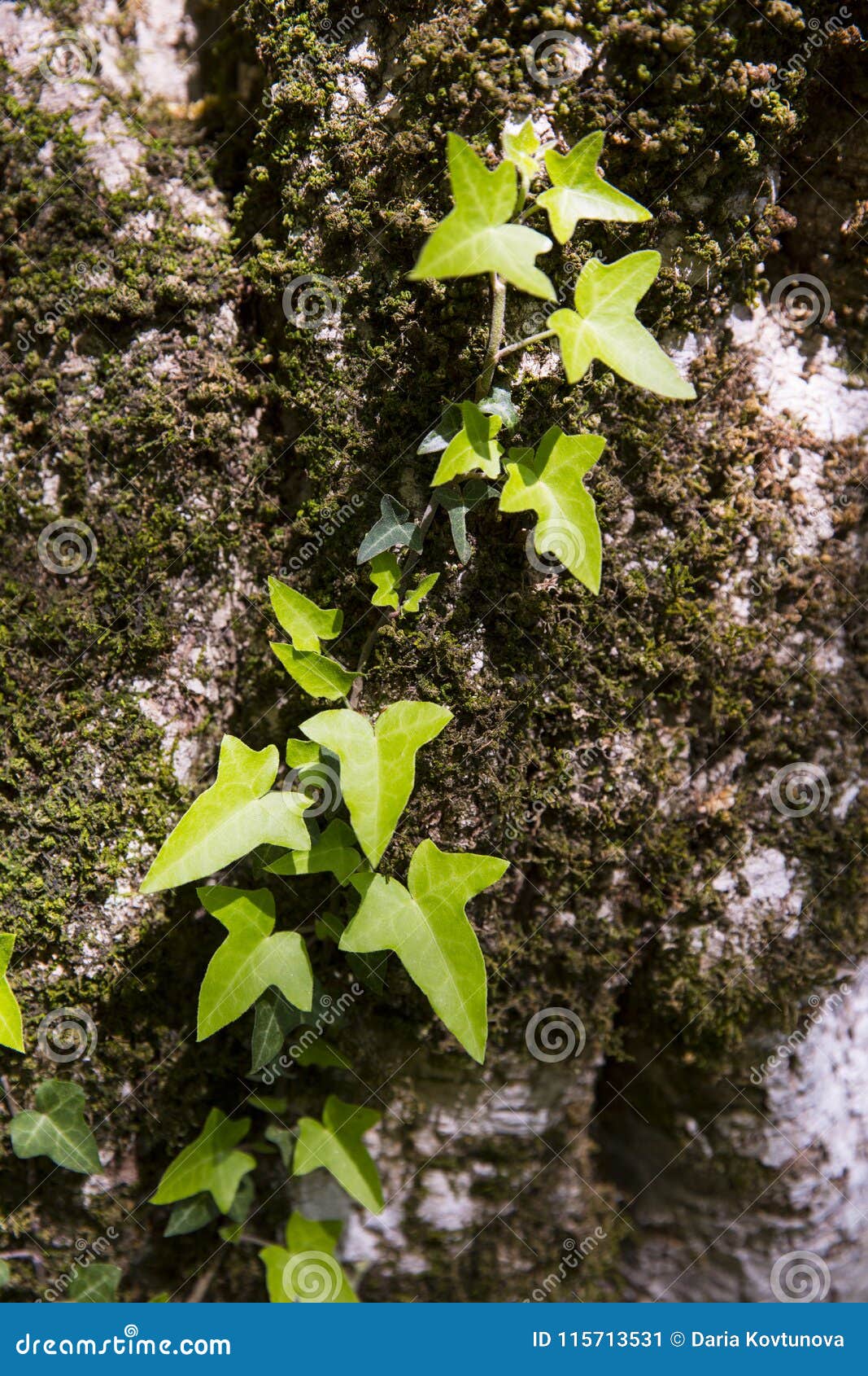 De Klimop Beklimt Een Boom in Het Bos Stock Afbeelding - Image of ...