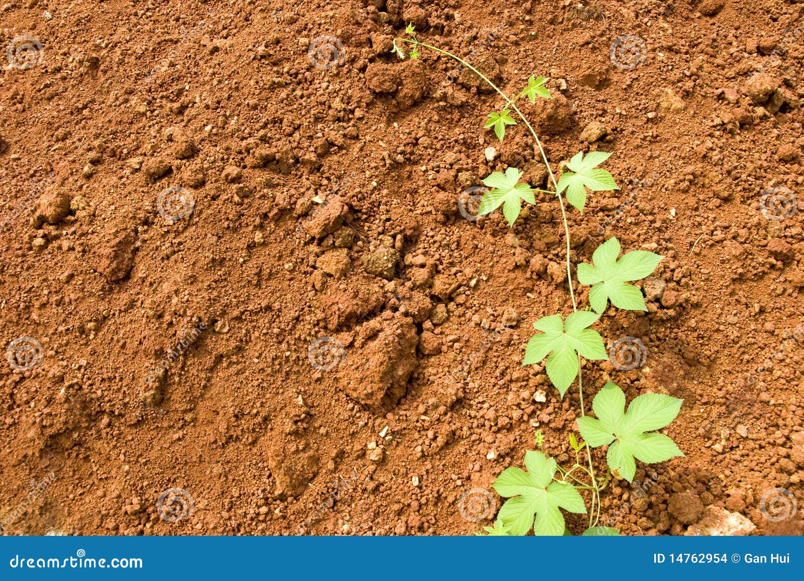 De klimop groeit stock foto. Image of baksteen, macro - 14762954