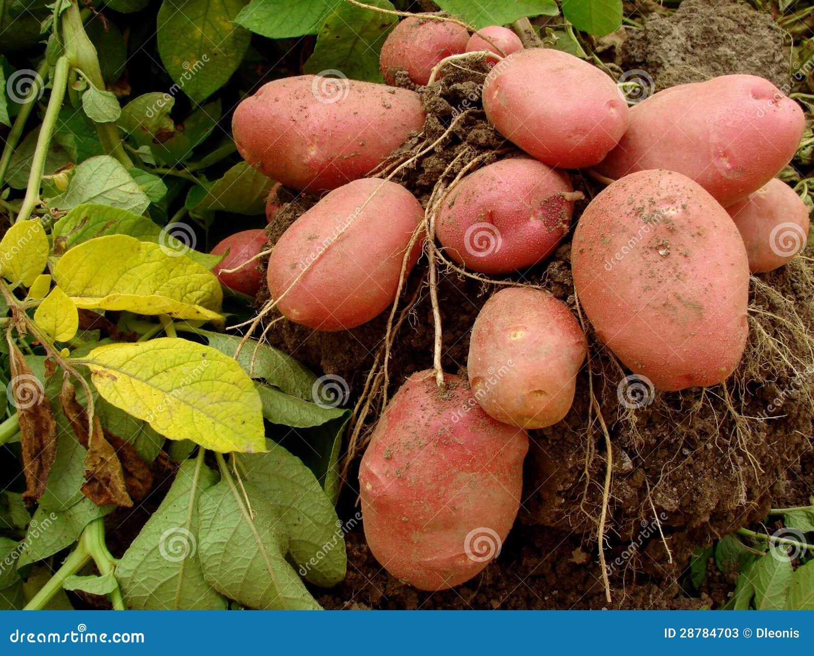 De Knollen Van De Aardappel Stock Afbeelding - Image of landbouwbedrijf ...