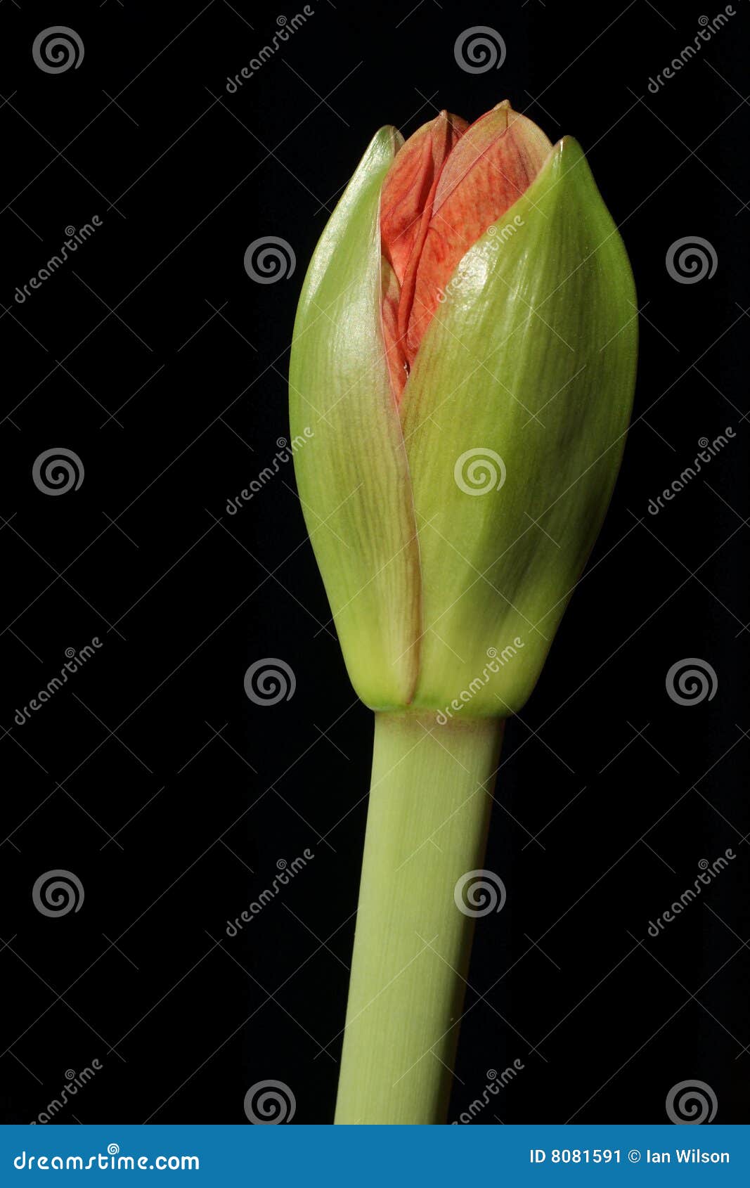 De Knop van de bloem stock afbeelding. Image of potentieel - 8081591