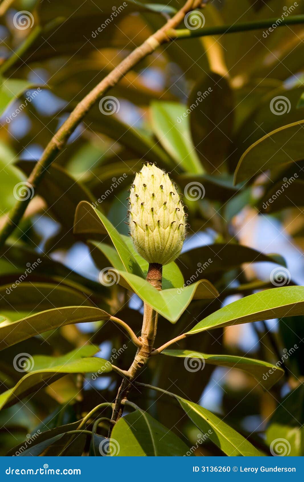 De Knop van de magnolia stock foto. Image of toneel, nieuw - 3136260