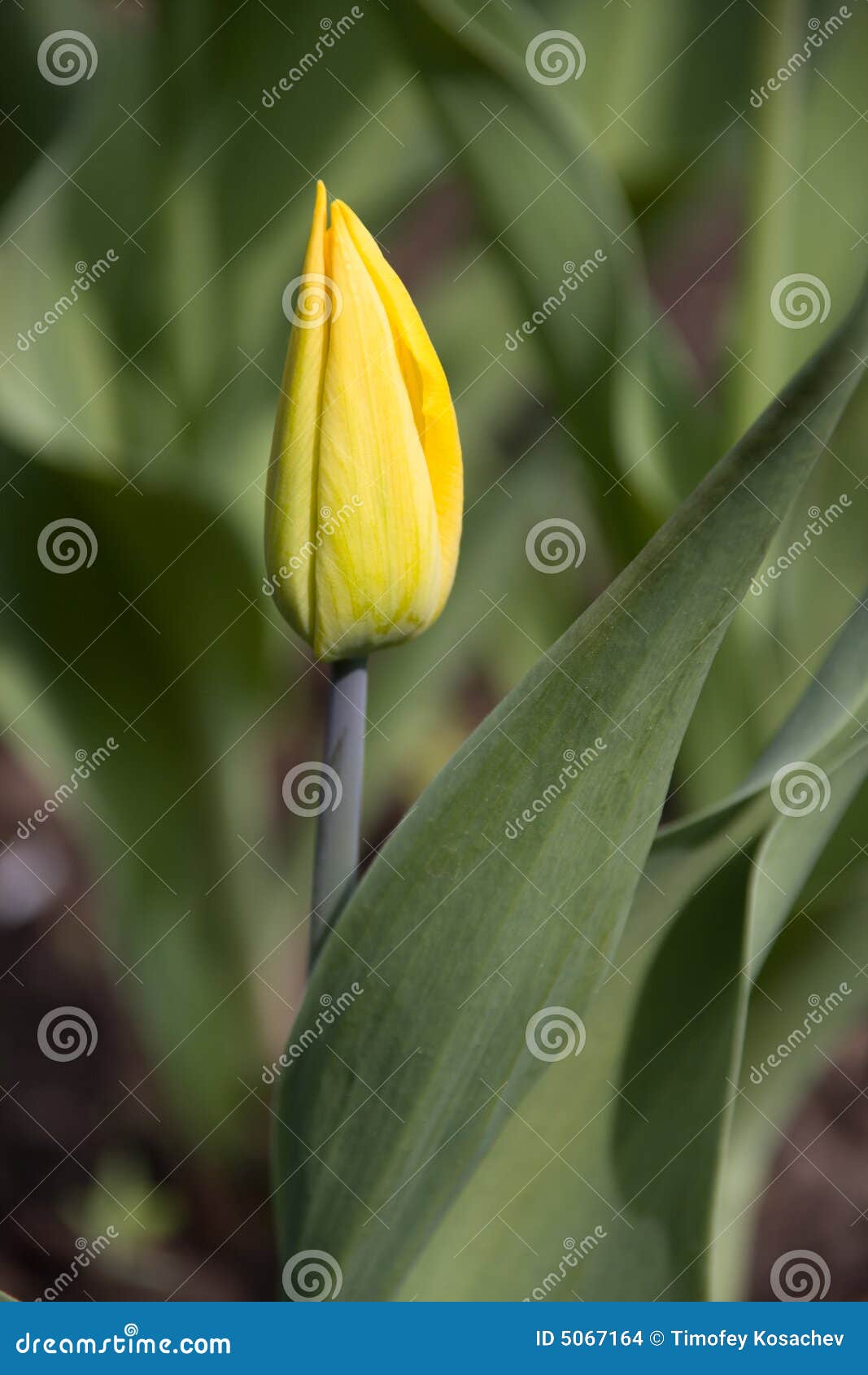 De knop van de tulp stock foto. Image of helder, kleurrijk - 5067164