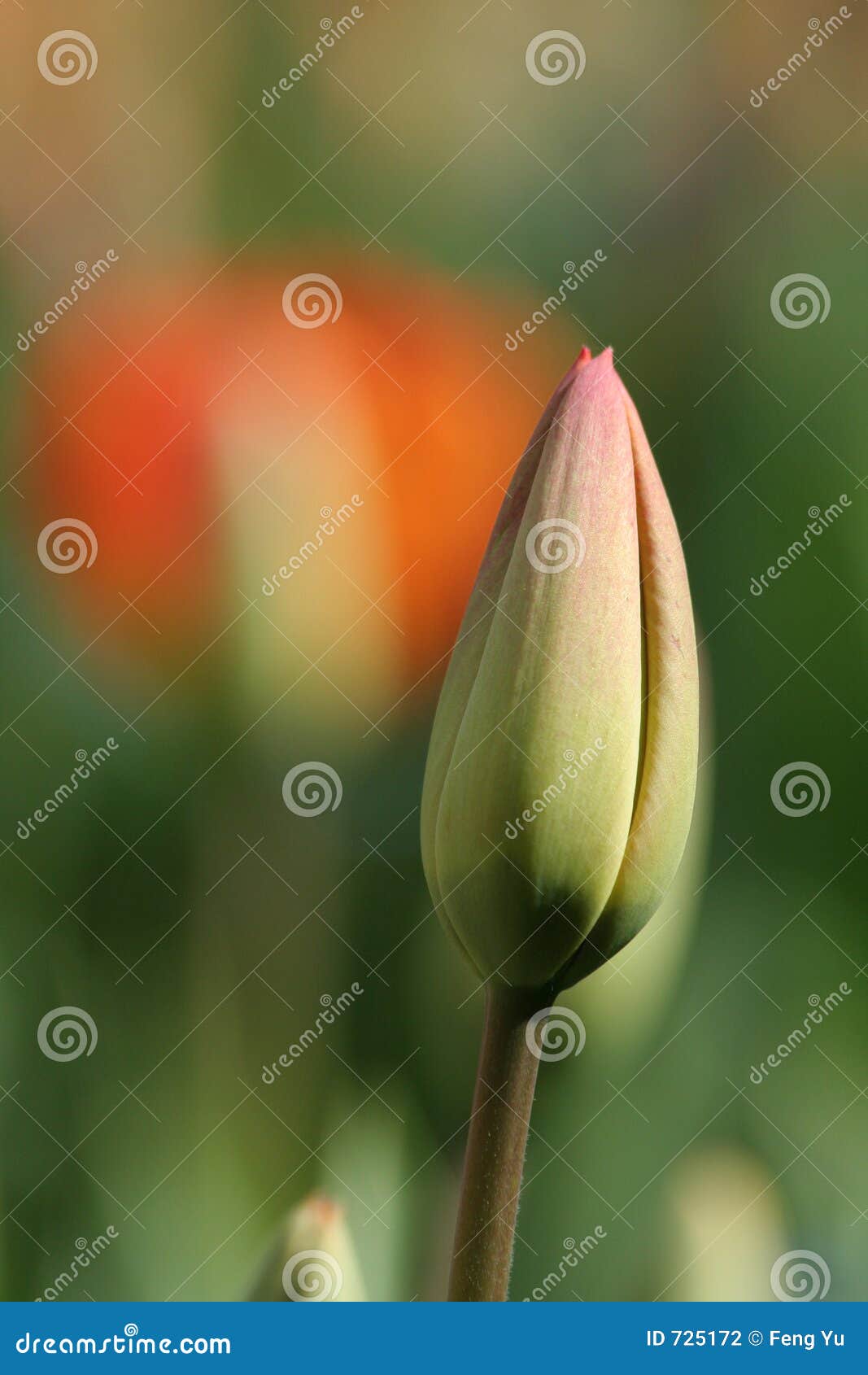 De knop van de tulp stock foto. Image of lente, installatie - 725172