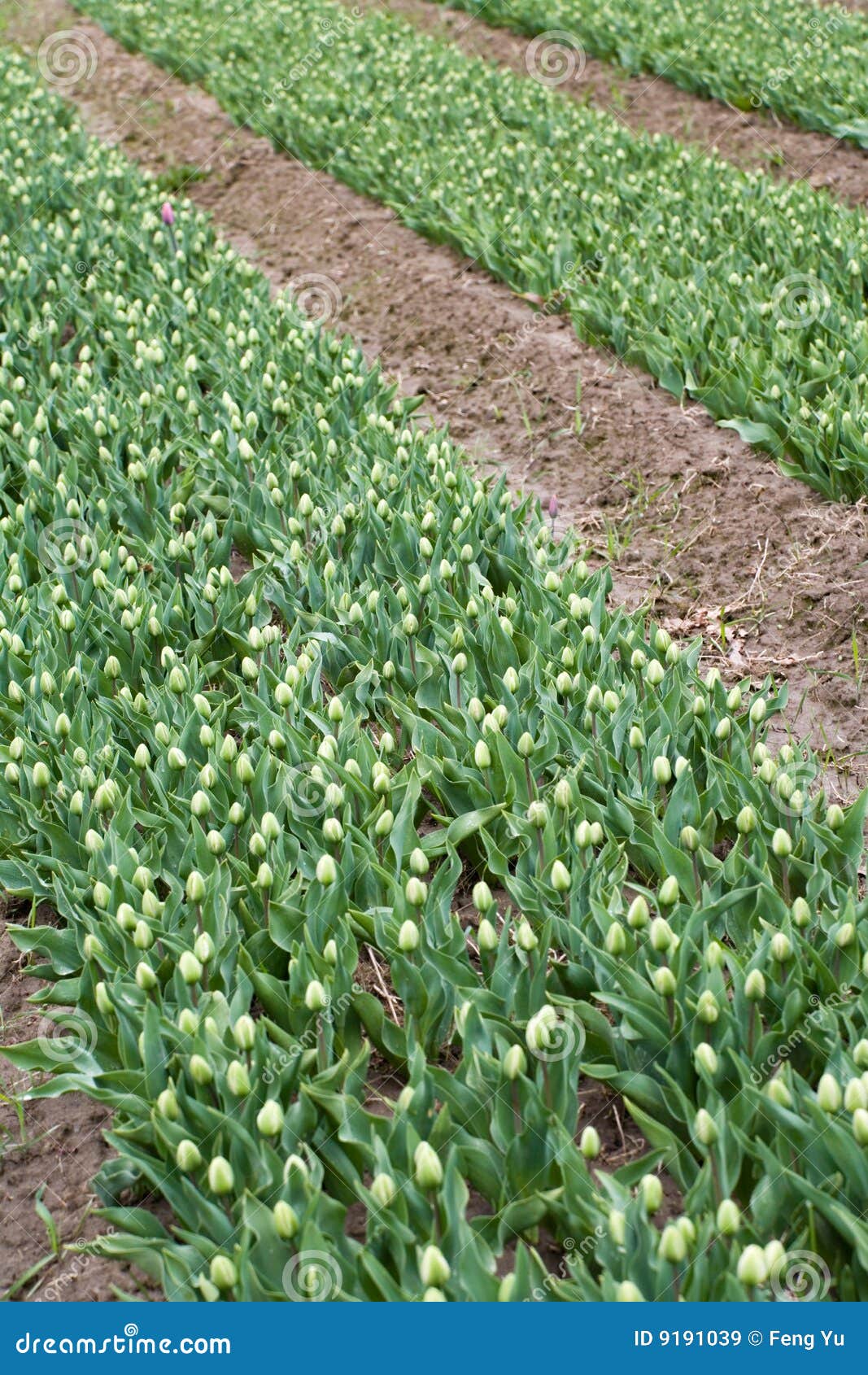 De knop van de tulp stock afbeelding. Image of patroon - 9191039