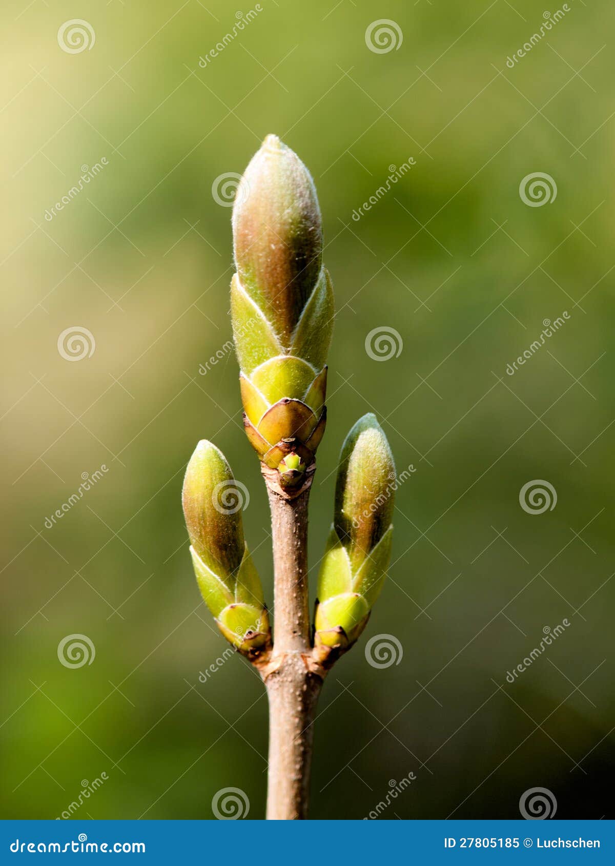 De Knoppen van de populier stock afbeelding. Image of nave - 27805185
