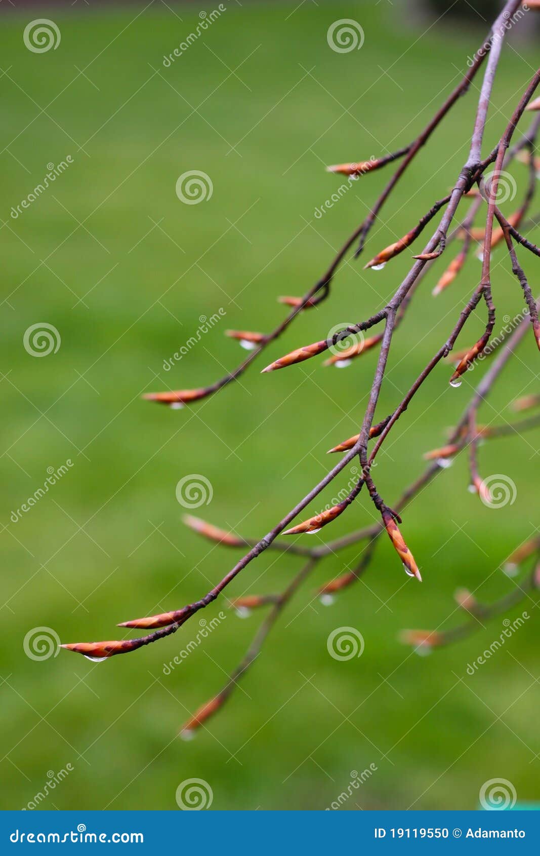 De Knoppen Van Het Blad Van Beuk - Macro Stock Foto - Image of bruin ...