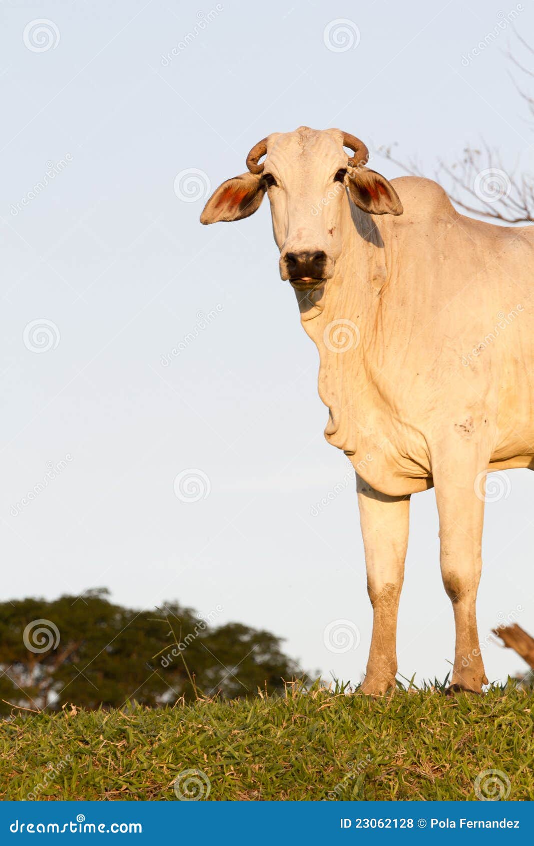 De koe van de zeboe stock foto. Image of heilig, dier - 23062128