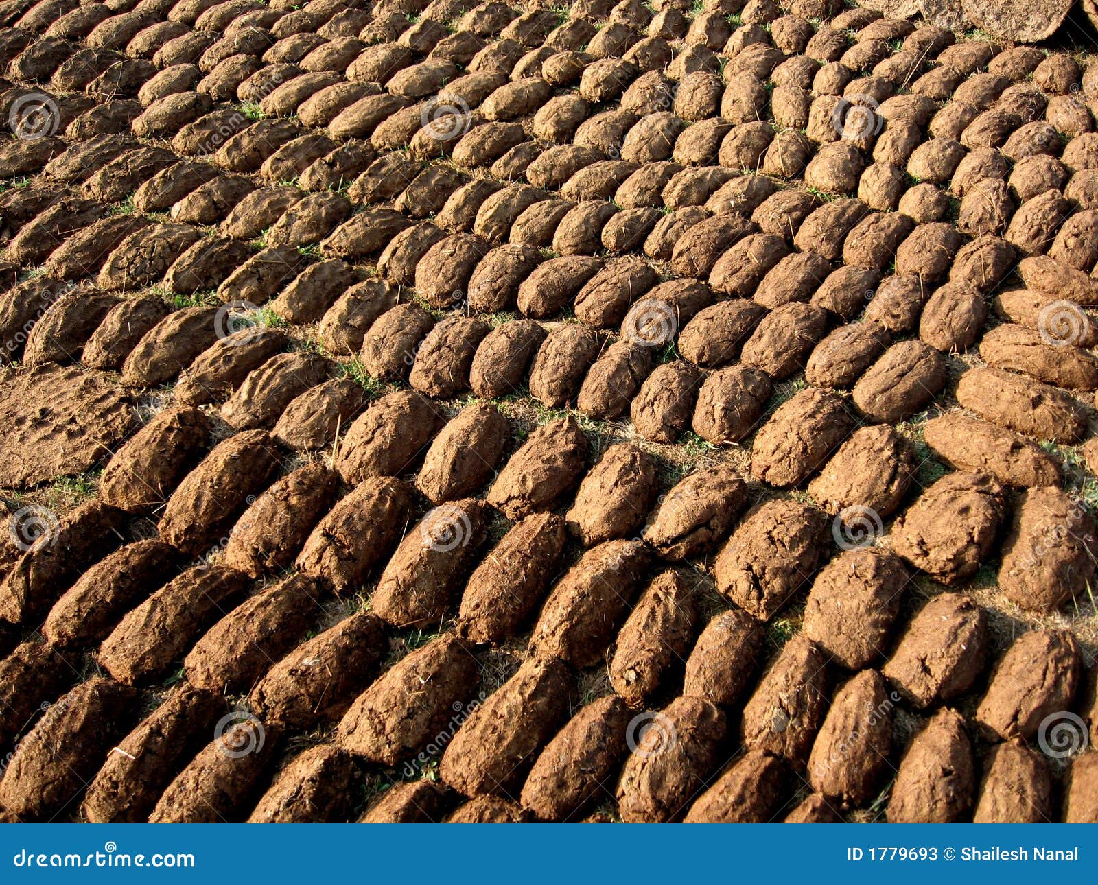 De Koekjes Van De Mest Van De Koe Stock Afbeelding - Image of gewas ...
