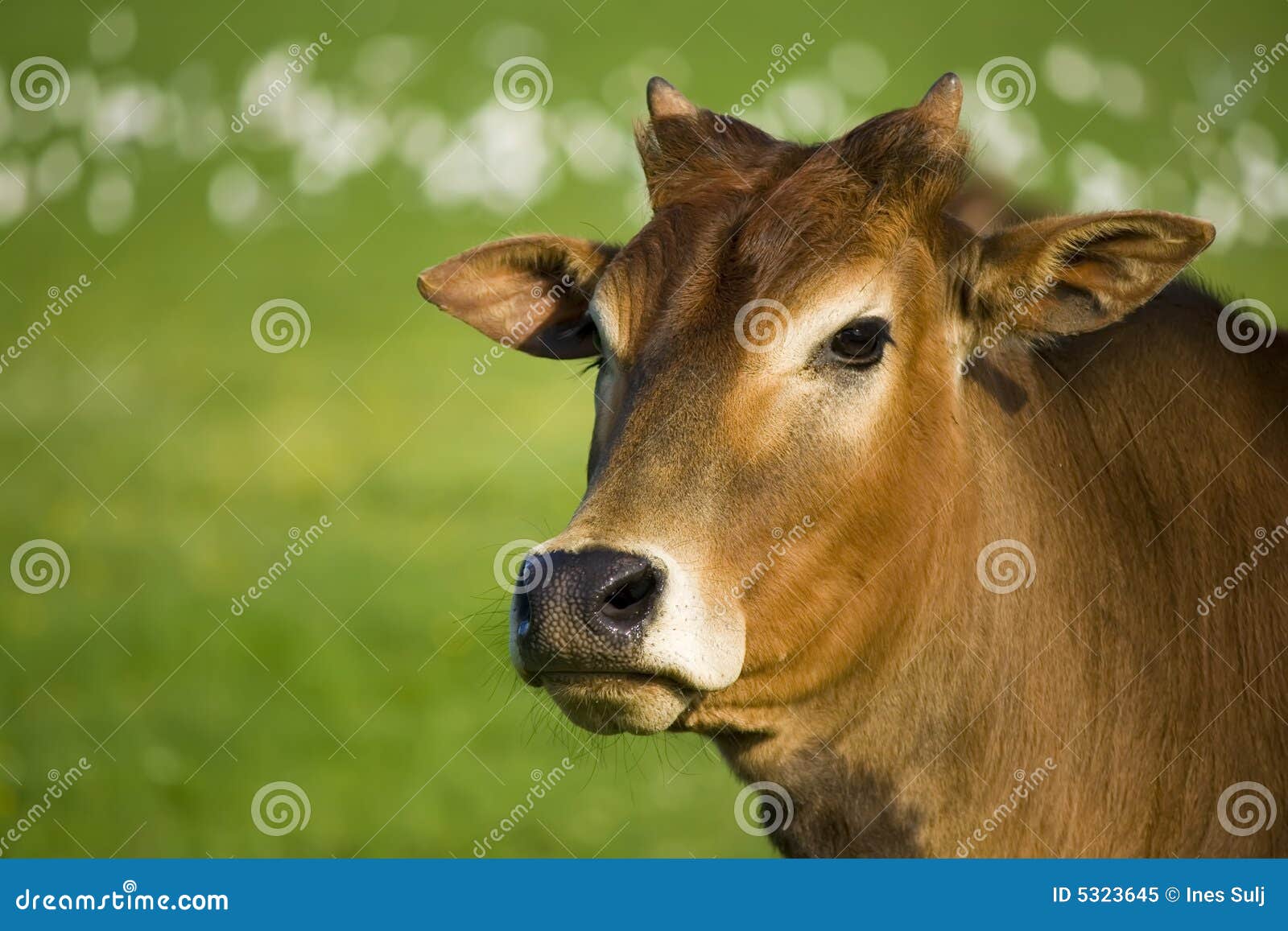 De koeportret van de zeboe stock afbeelding. Image of zeboe - 5323645