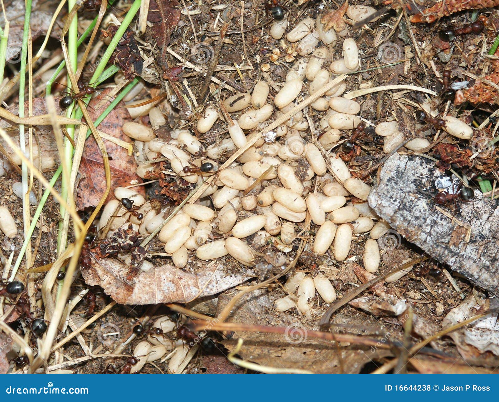 De Kolonie En De Eieren Van De Mier Stock Foto - Image of mier, dier ...