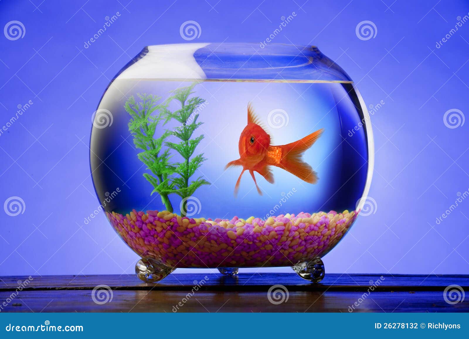 De Kom van de goudvis stock foto. Image of voedsel, oceaan - 26278132