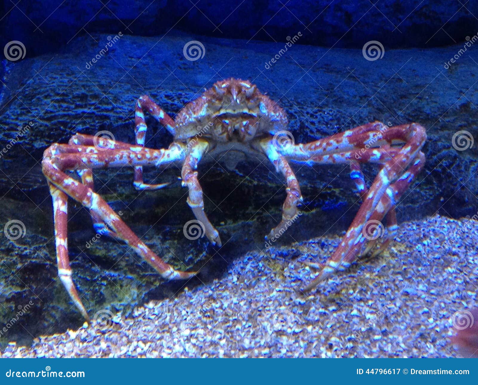 De koning van de spinkrab stock afbeelding. Image of singapore - 44796617