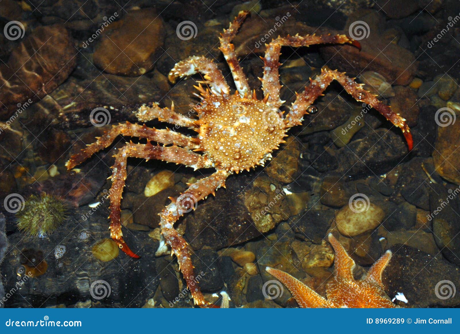 De Koningskrab Van Noorwegen - Maja Lithodes Stock Afbeelding - Image ...