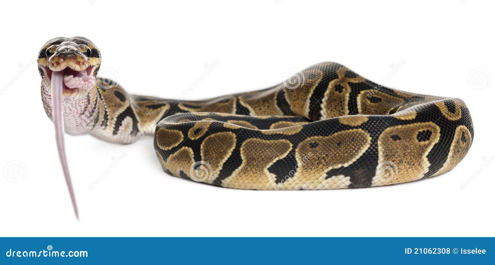 De Koninklijke Python Die Van De Python Een Muis, Balpython Eet Stock ...