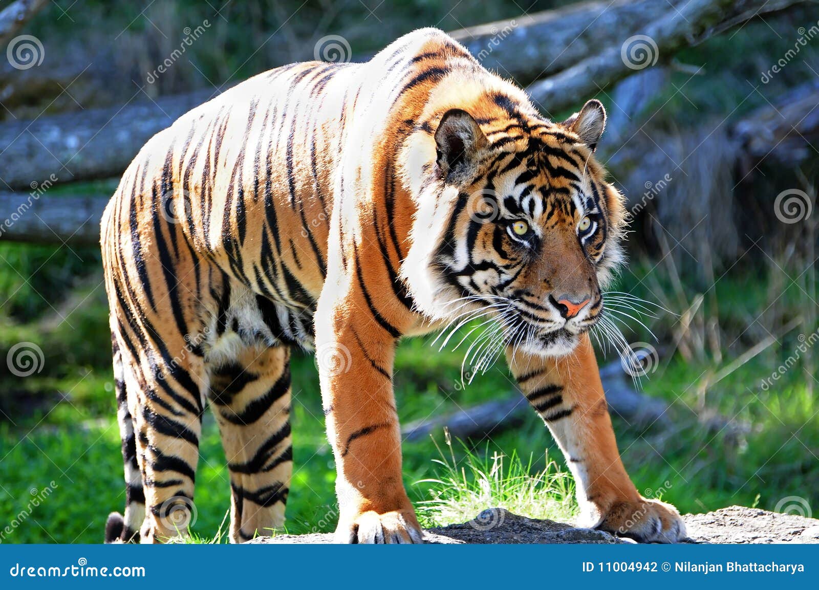 De Koninklijke Tijger Van Bengalen Stock Foto - Image of uitdrukking ...